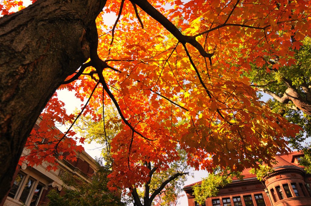 10 Reasons to Love Fall - Society19