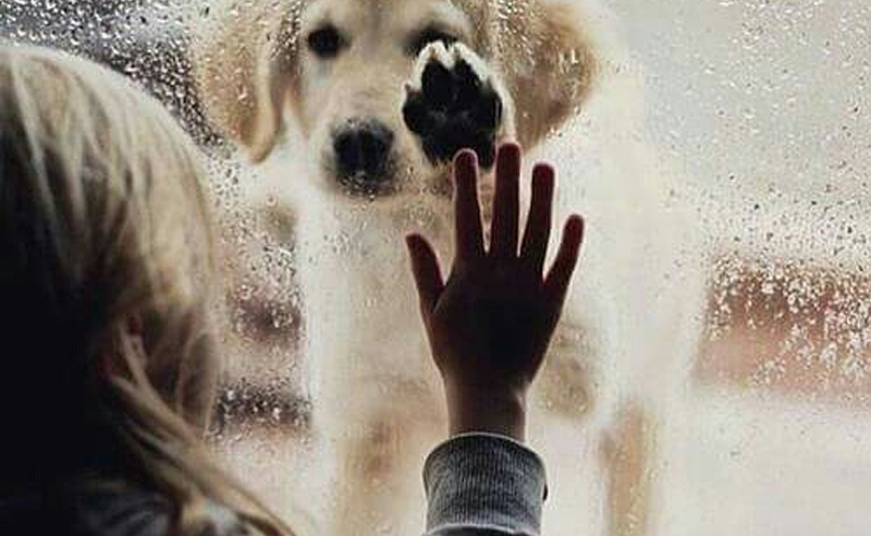 20 Signs You Re Completely Obsessed With Dogs Society19