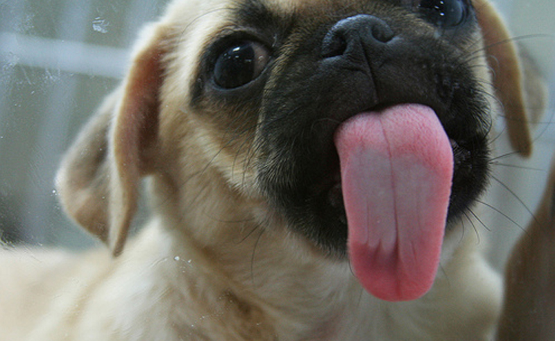 This Pug Licking Screen Is Perfect For Procrastinating Society19